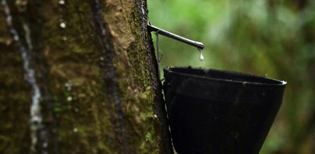 El Caucho Amazónico Resurge: Una Nueva Era De Sostenibilidad Económica ...