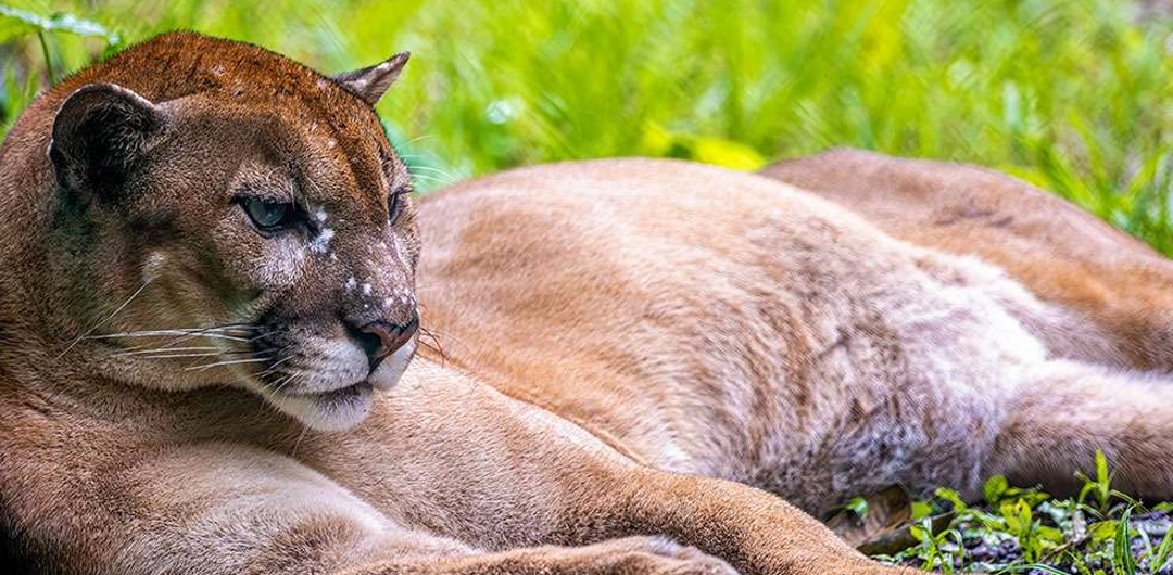 Baruma Encuentra La Libertad: El Puma Rescatado En Chiriquí Inicia ...
